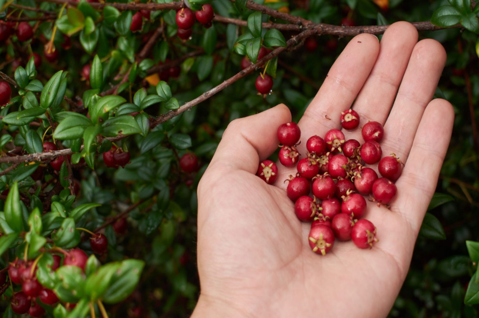 30 Fruits That Start With S (+ Interesting Facts)