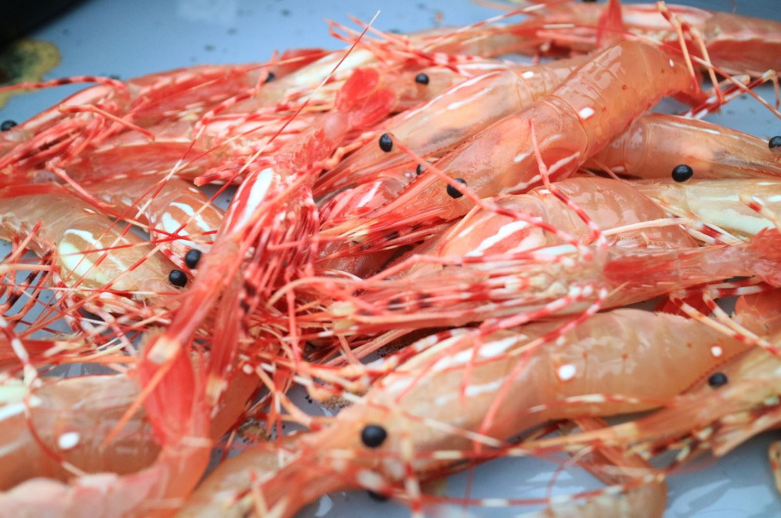 White Spots On Shrimp: Health Hazard Or Just Freezer Burn?