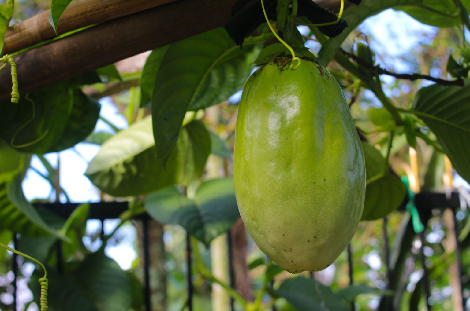 List Of 32 Fruits That Start With G: Extra Sweet Choices