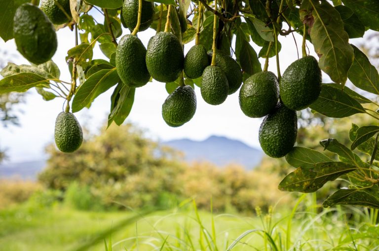 Fruits That Start With S: List Of 30 Sweet Fruits