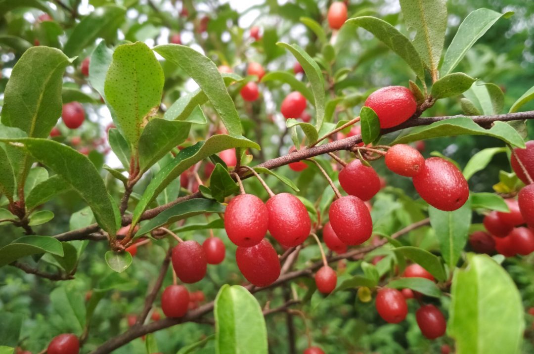 List Of 32 Fruits That Start With G: Extra Sweet Choices