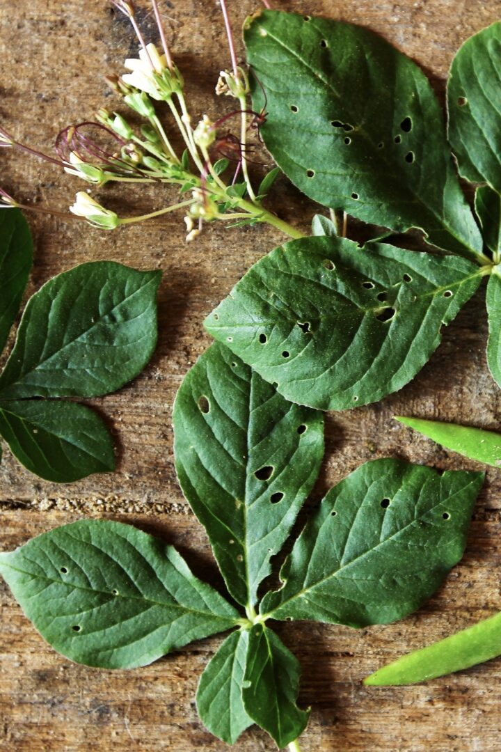 33 Vegetables That Start With C (From Carrots To Crosnes!)
