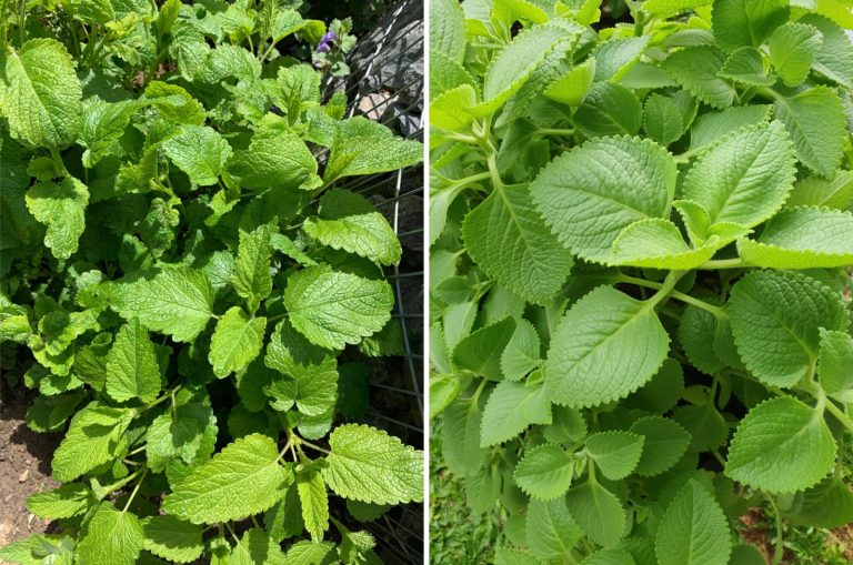 10 Bizarre Flavor Combinations That Actually Work Vs 10 That Didn't ...