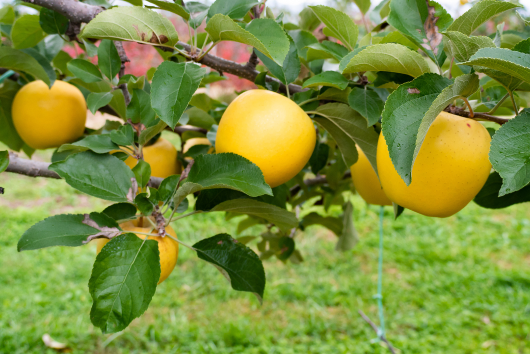 30 Fruits That Start With O: Orotund Opportunities