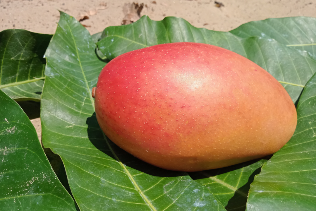 30 Fruits That Start With O: Orotund Opportunities