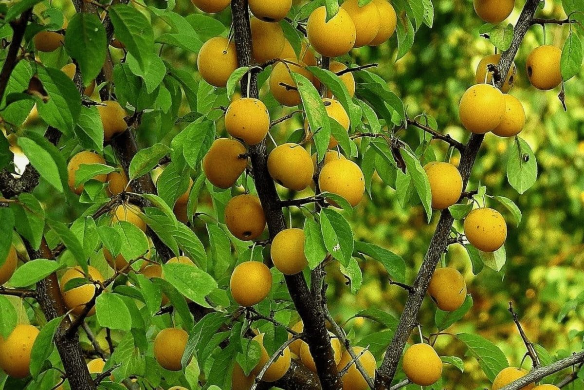 30 Fruits That Start With O: Orotund Opportunities