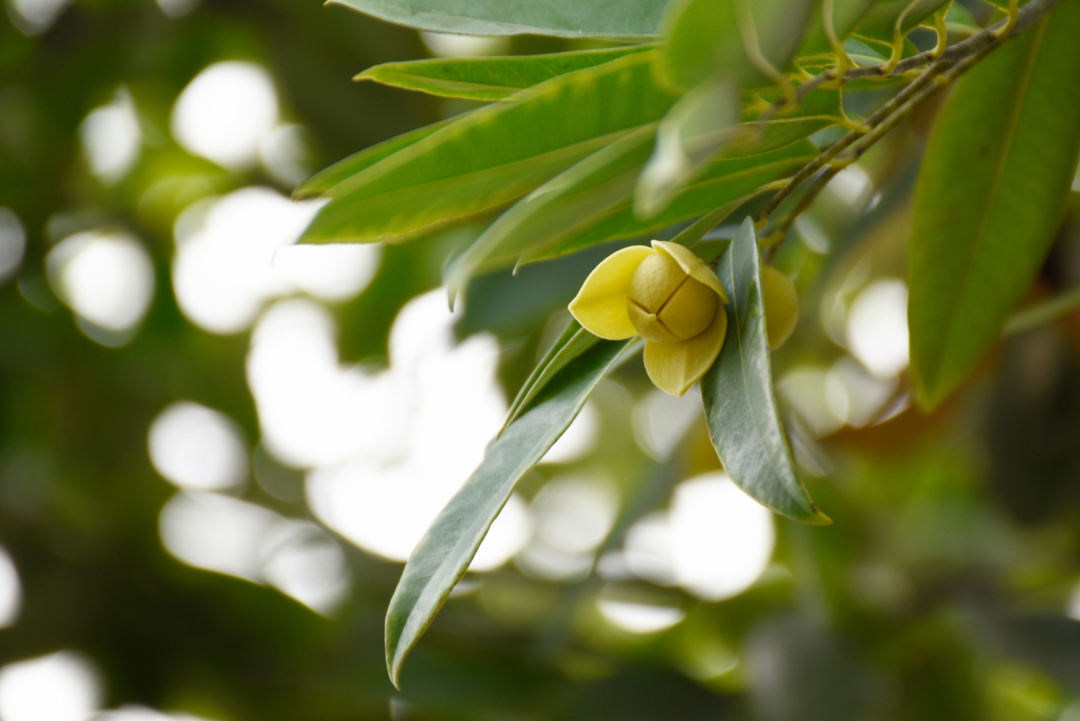 Fruits That Start With R: 30 Roaring Representations