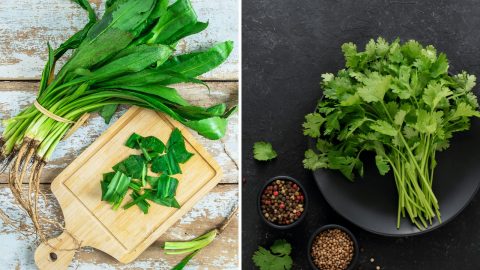 Culantro Vs Cilantro: 4 Most Important Differences
