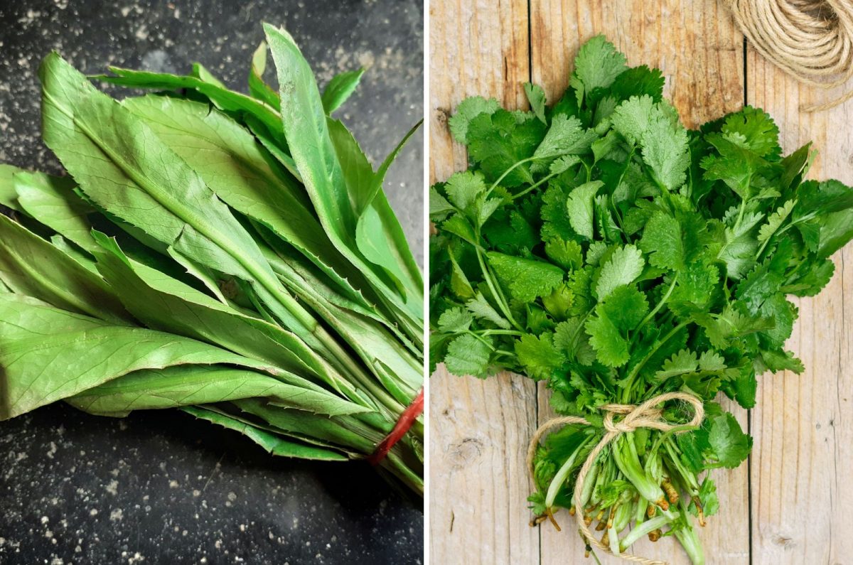 Culantro Vs Cilantro: 4 Most Important Differences