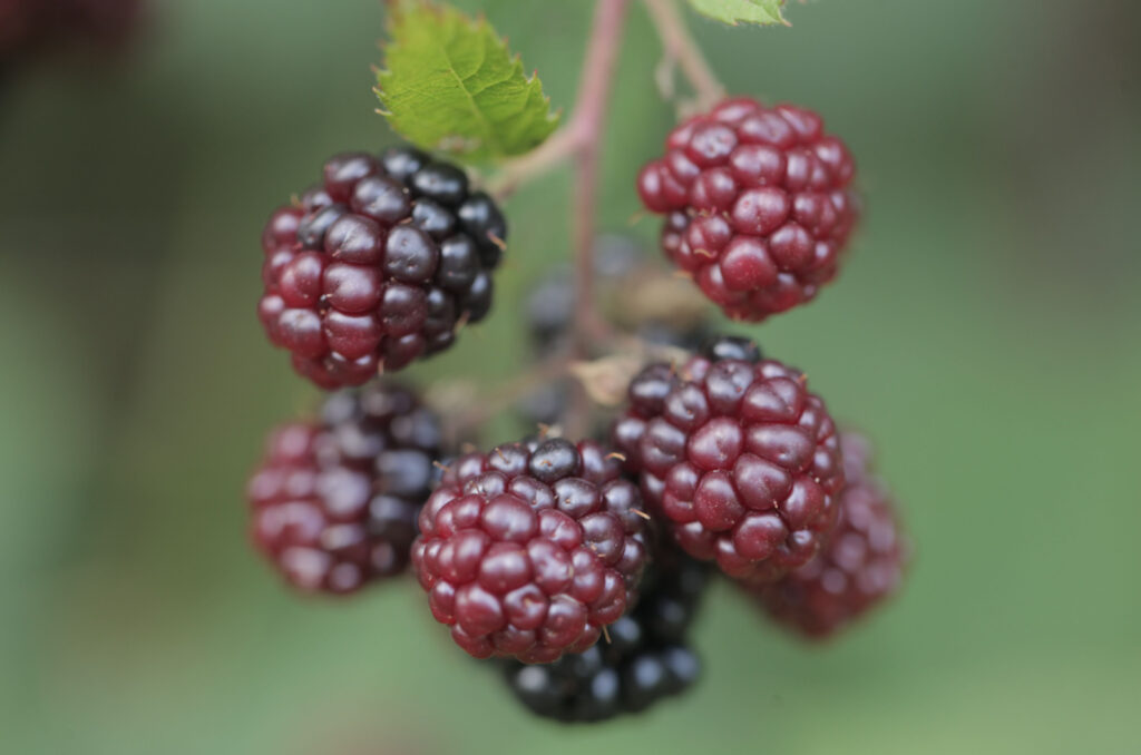 50 Fruits That Start With M (From Mandarin To Morinda!)