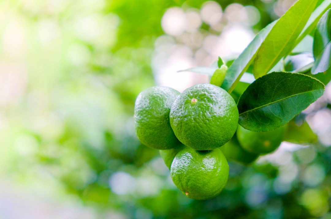25 Fruits That Start With K (From Kiwi To Kokoneos!)
