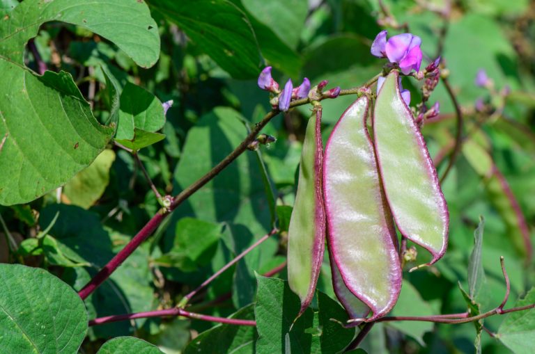 36 Fruits That Start With L: From Well-Known To Exotic Ones