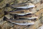 Haddock Vs Cod: A Guide For Differentiating These Two Fish