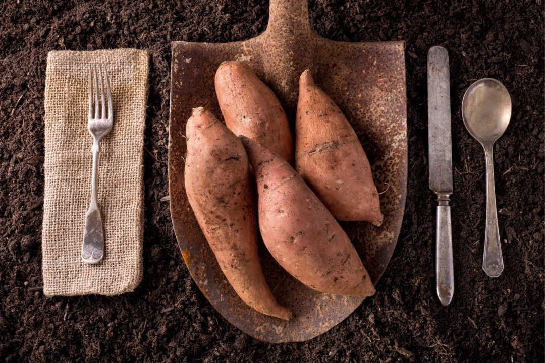 8 Ways How To Tell If A Sweet Potato Is Bad