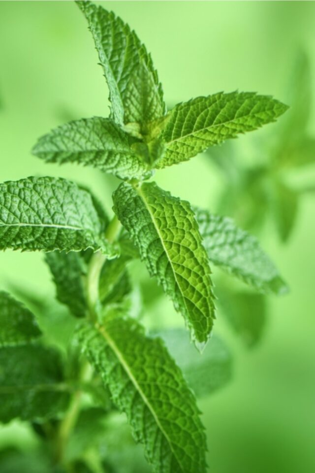 14 Mint Substitutes To Get The Same Aromatic Intensity