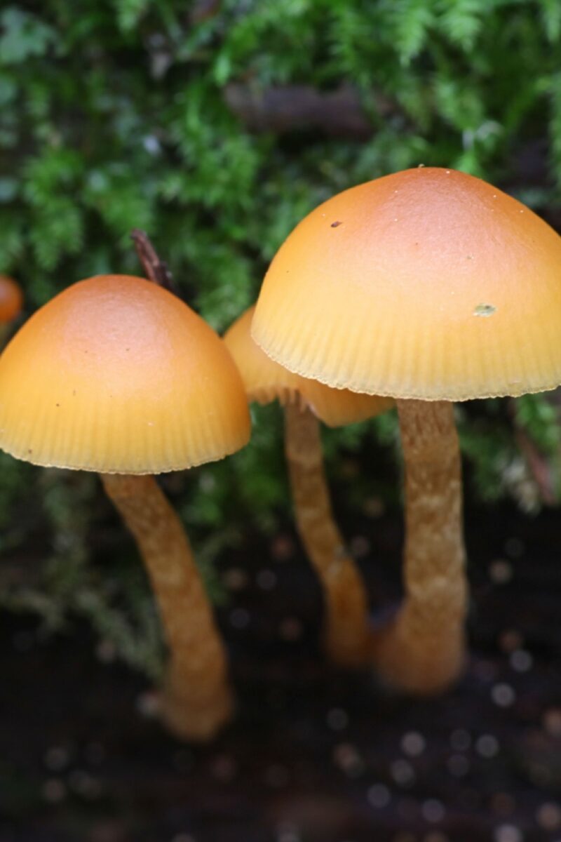 12 Edible Mushrooms In Michigan And 6 Toxic Ones To Consider