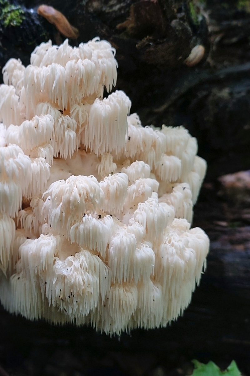 11 Edible Mushrooms In Michigan And 5 Inedible Options