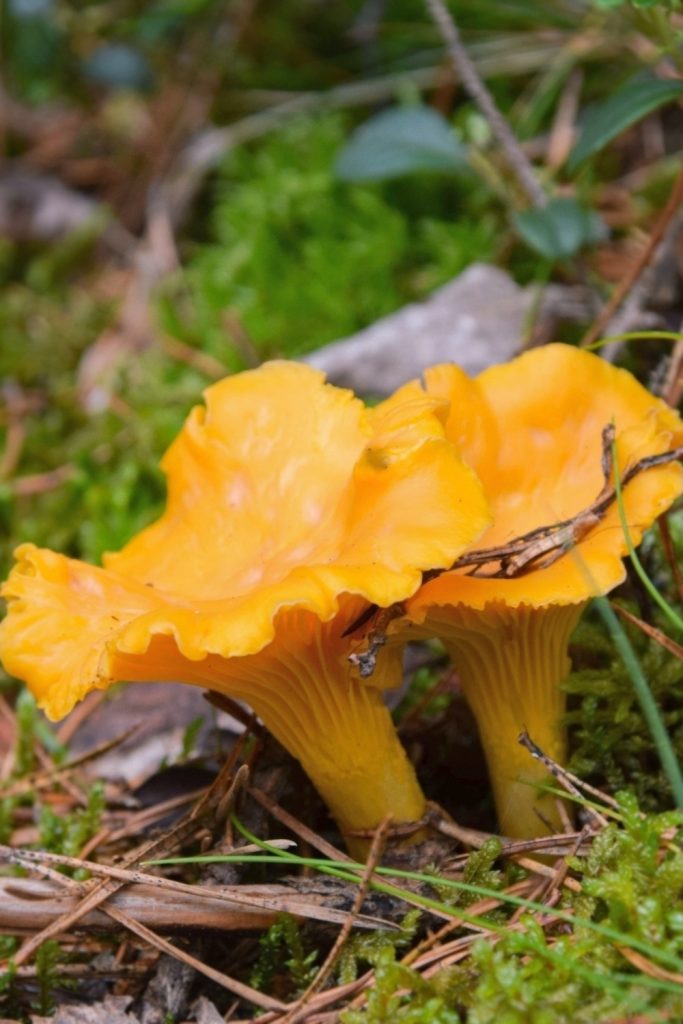 11 Edible Mushrooms In Michigan And 5 Inedible Options