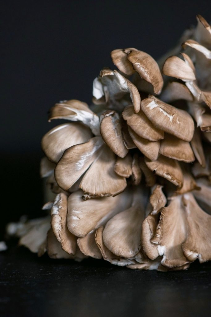11 Edible Mushrooms In Michigan And 5 Inedible Options