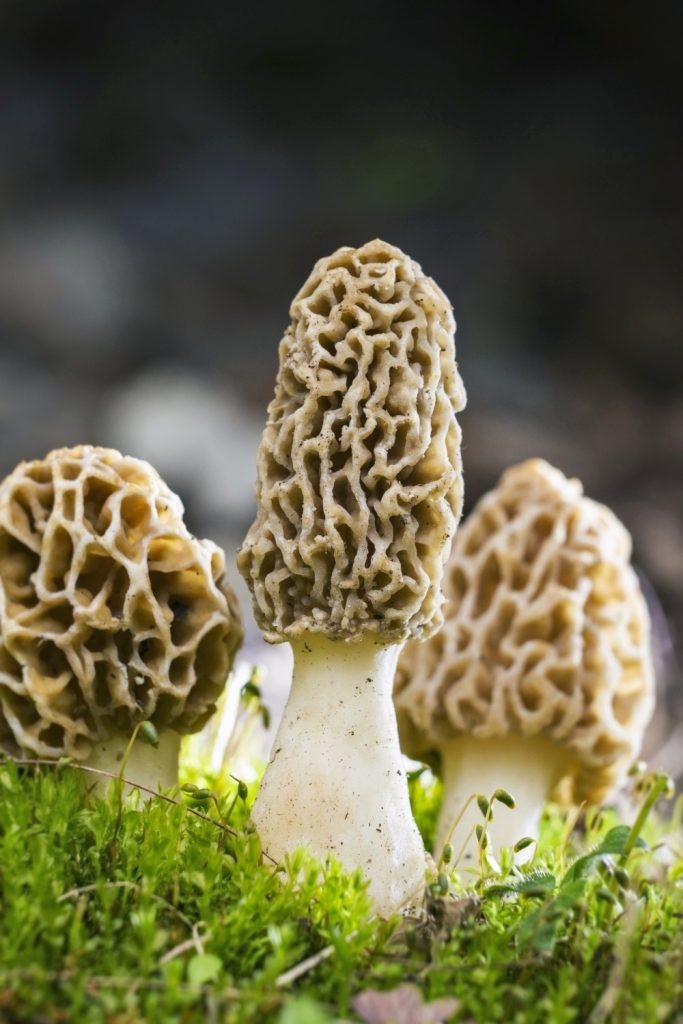 11 Edible Mushrooms In Michigan And 5 Inedible Options