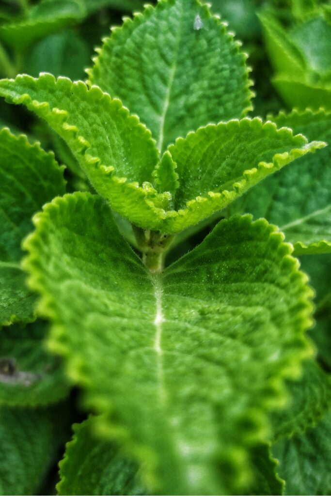 15 Summer And Winter Savory Substitutes Suited For Any Dish