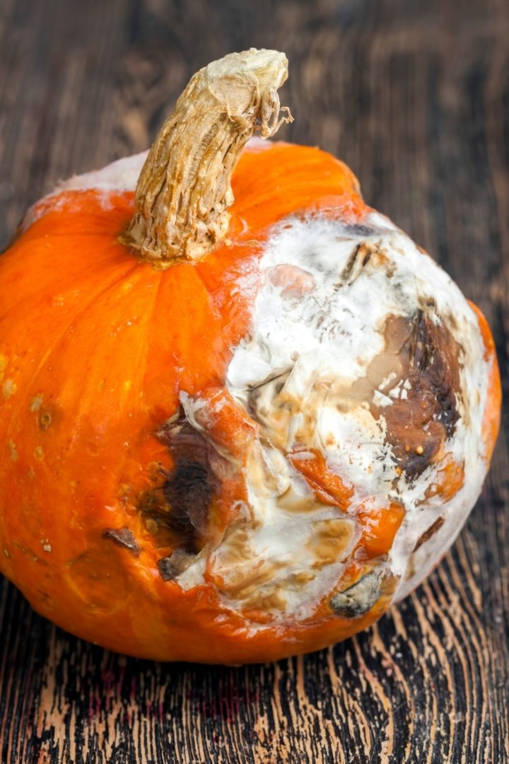 How To Tell If Squash Is Bad? 8 Spoilage Signs Of Squash