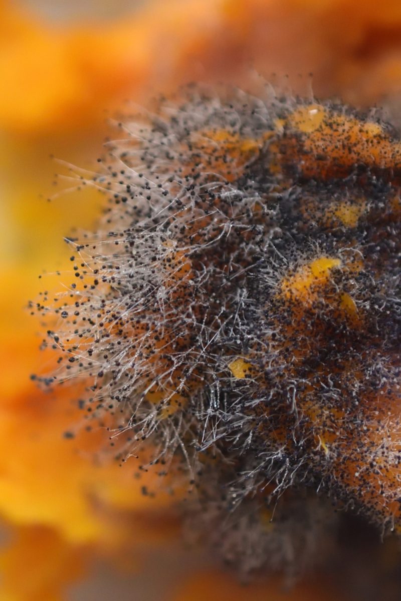 How To Tell If Squash Is Bad? 8 Spoilage Signs Of Squash