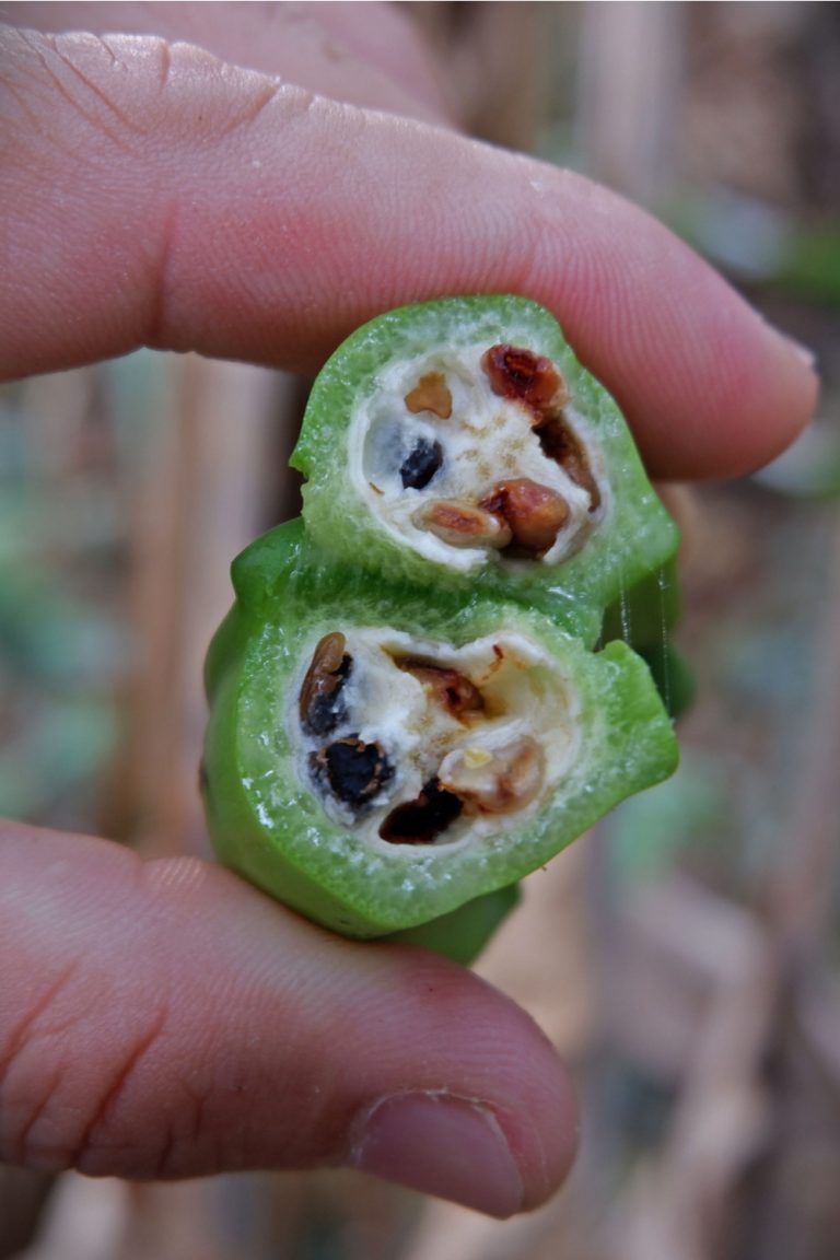 Do Bananas Have Seeds? One Question With An Interesting Answer
