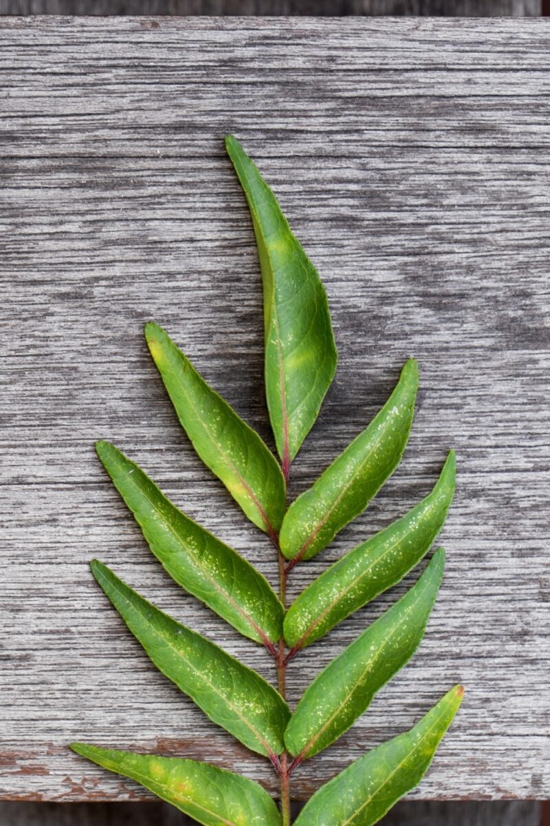 10 Bay Leaf Substitutes To Spice Up Your Cooking Game