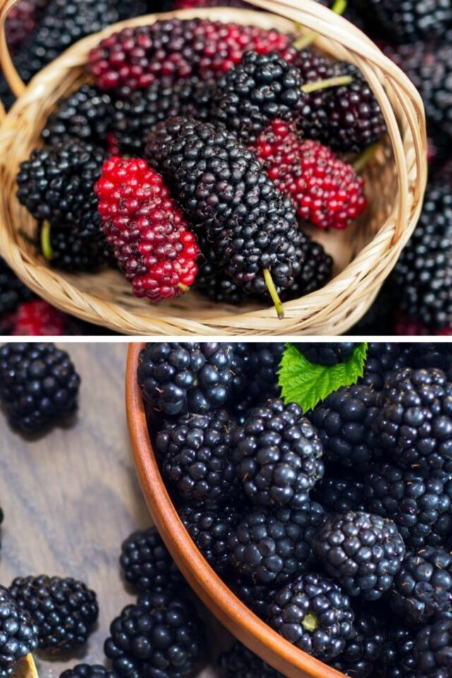 7 Key Differences Between Mulberries And Blackberries