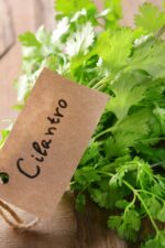 How To Dry Cilantro And Enjoy It All Year Long? (4 Methods)