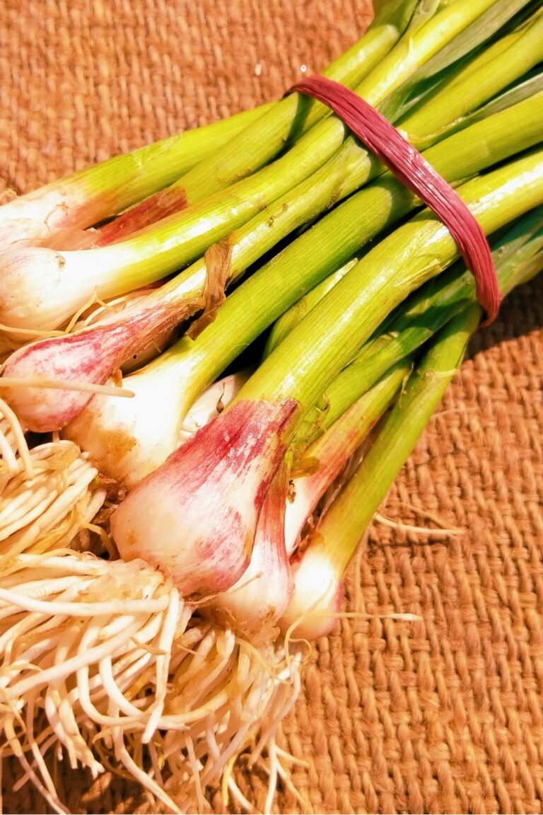 10 Substitutes For Leeks That Will Win Your Cooking Game