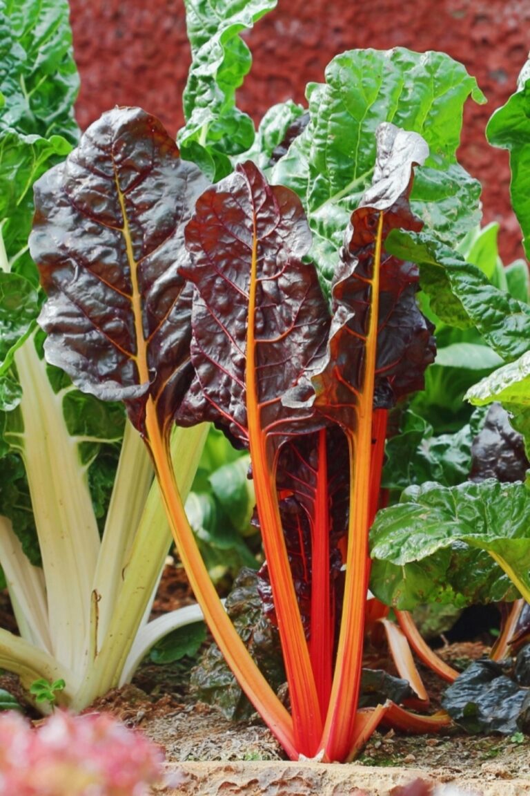 8 Great Foods To Substitute Bok Choy And Upgrade Your Dish