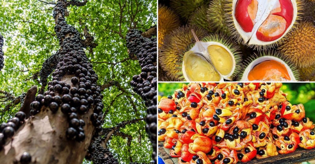 12 Weird Fruits From Around The World You Must Try