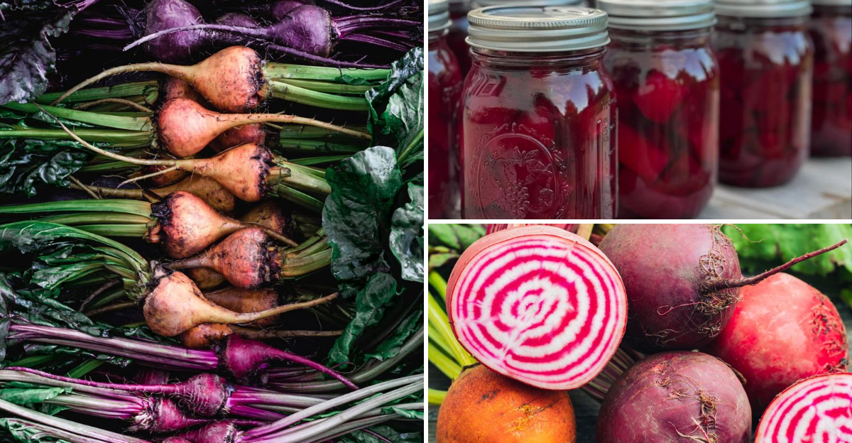 25 Amazing Ways Beets Boost Your Health