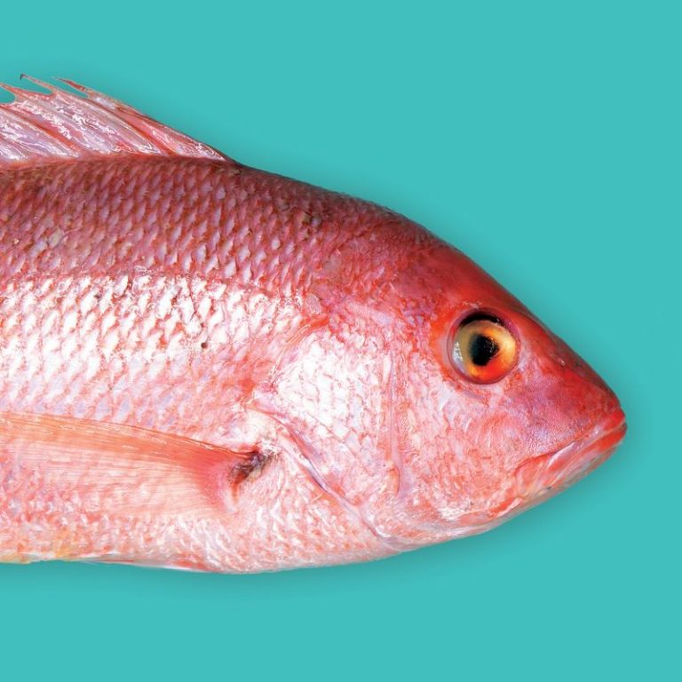 20 Best Tasting Fish That Prove Seafood Is King