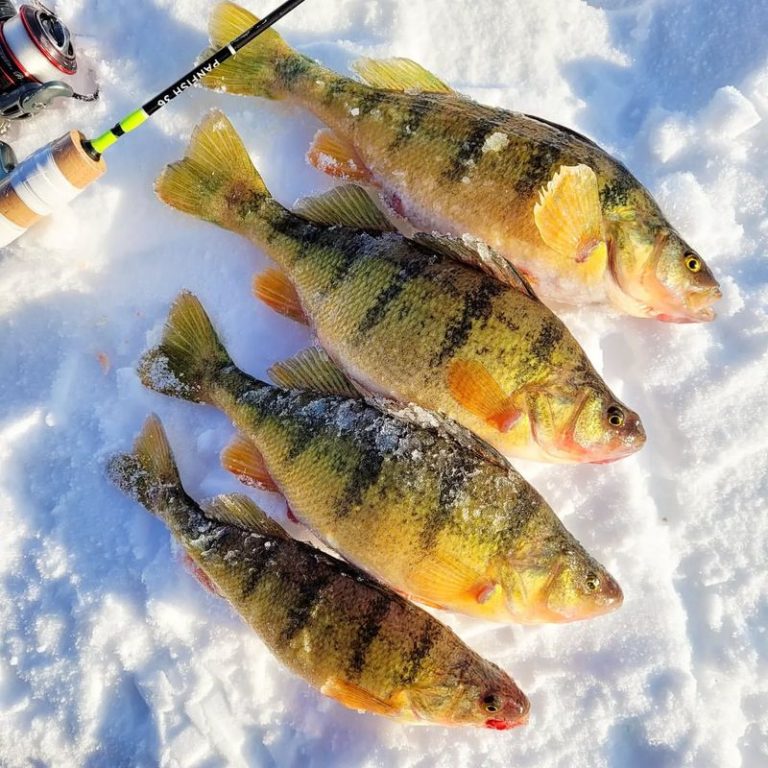 20 Best Tasting Fish That Prove Seafood Is King