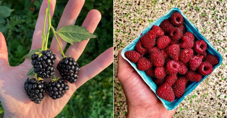 26 Canned Veggie Warning Signs You Should NEVER Ignore