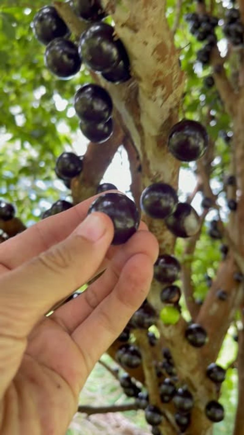 11 Fruits You Should Be Eating And 11 You Shouldn't