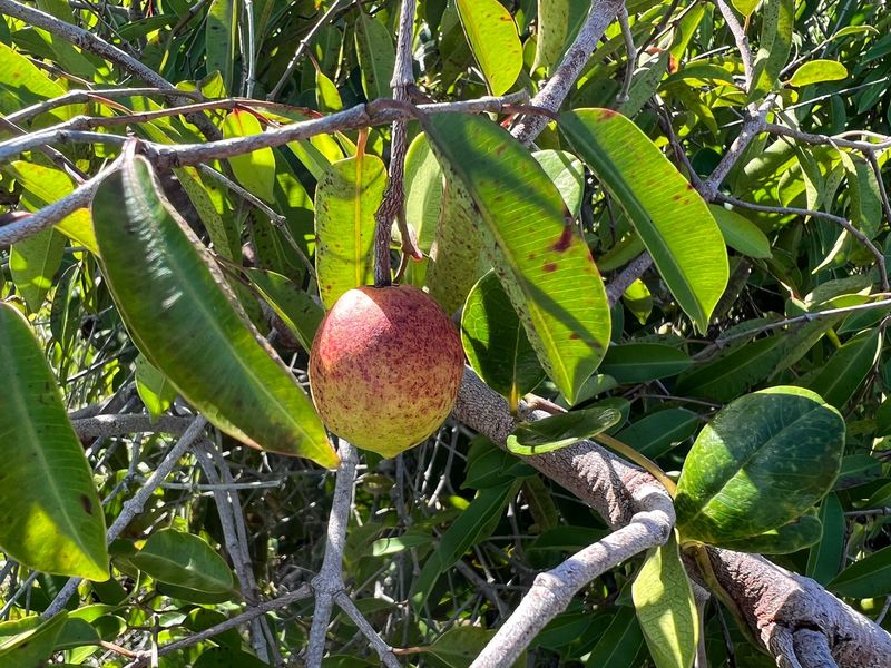 11 Fruits You Should Be Eating And 11 You Shouldn't
