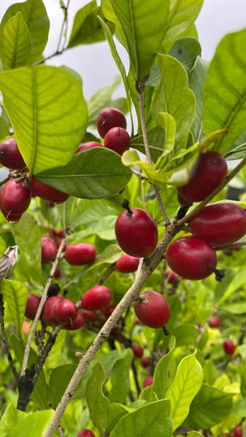 11 Fruits You Should Be Eating And 11 You Shouldn't