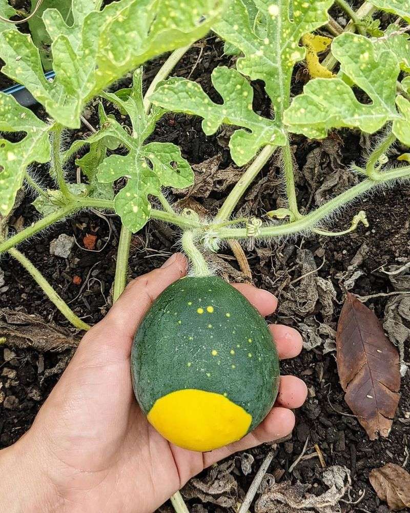 11 Fruits You Should Be Eating And 11 You Shouldn't