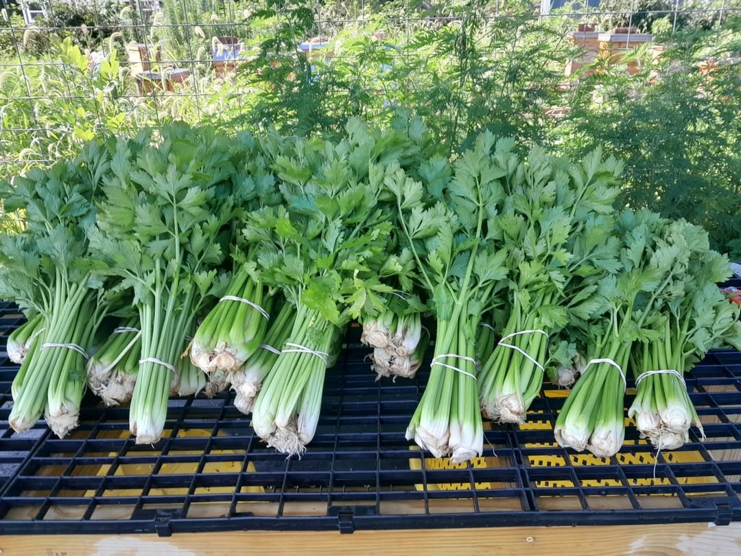 12 Vegetables You Should Eat Daily And 12 You’ll Survive Without