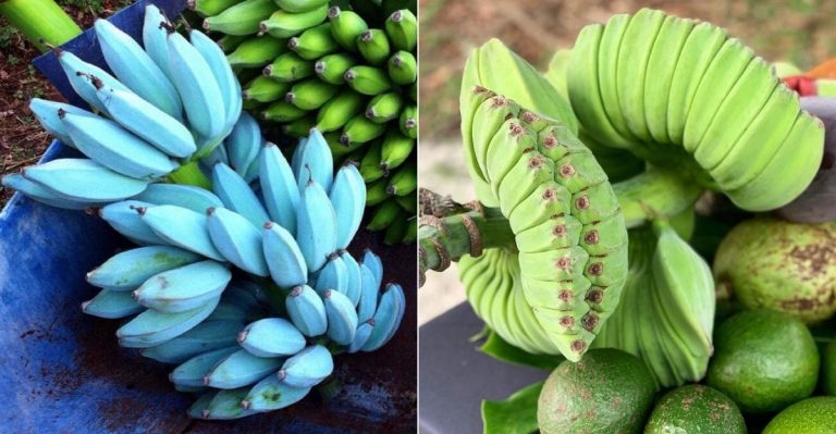 15 Rare Fruits So Elusive, You'll Likely Never Taste Them