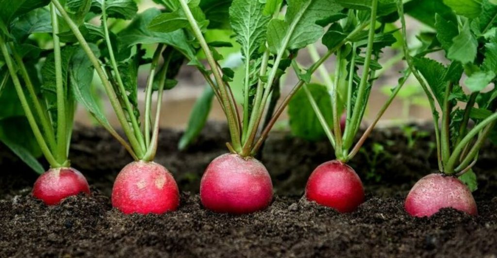 15 Radish Health Benefits You Need To Know