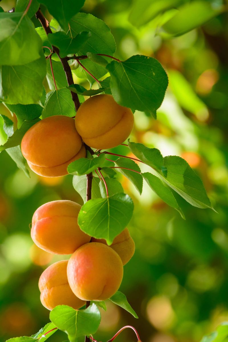 18 Best Stone Fruits For A Healthier You According To Dietitians