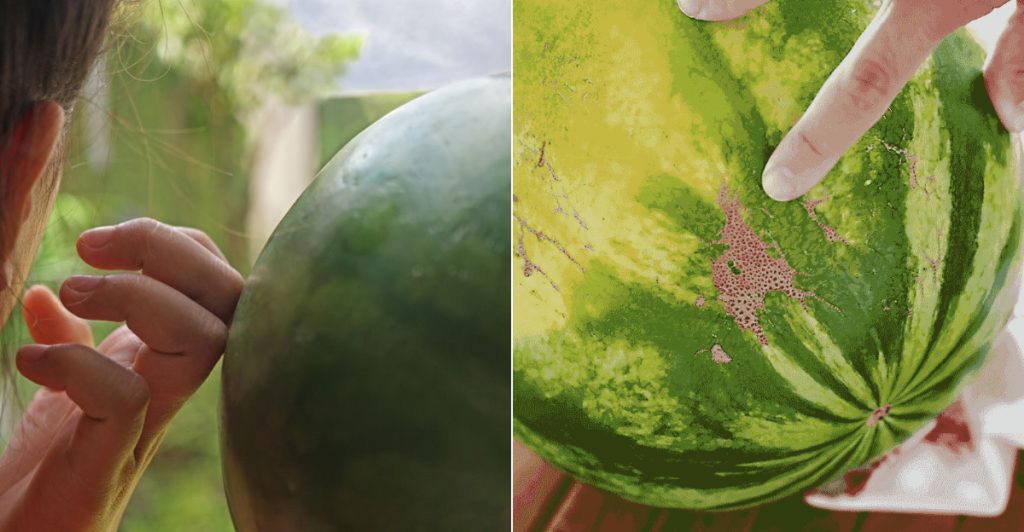 Don't Guess, Use These 10 Expert Tips To Pick The Perfect Watermelon