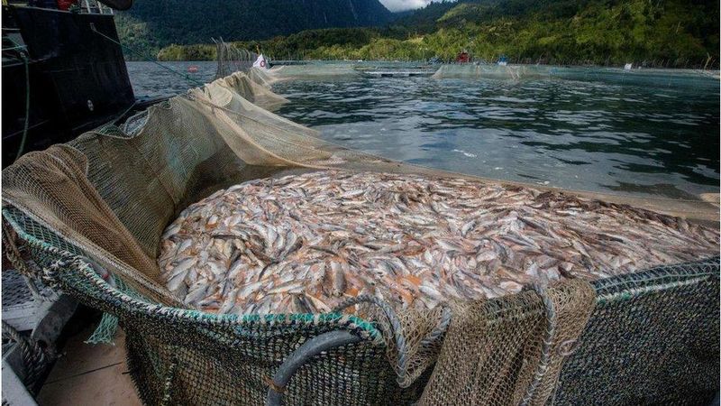 14 Reasons Farmed Fish Don’t Belong Anywhere Near Your Dinner Plate