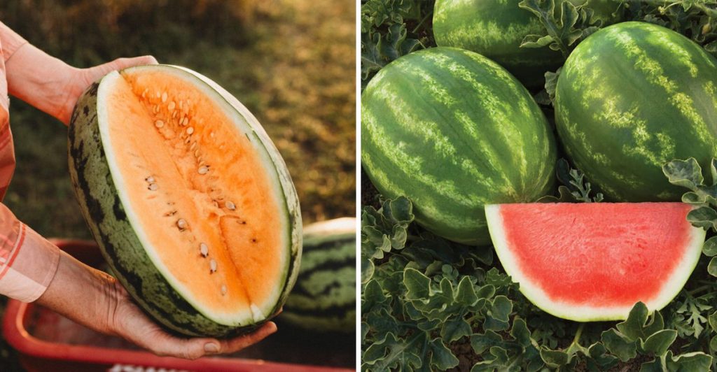 The 10 Sweetest Varieties Of Watermelon (With 5 You’ve Probably Never ...