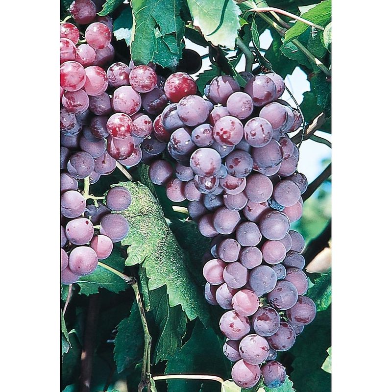 What To Know Before Sampling Grapes At The Grocery Store